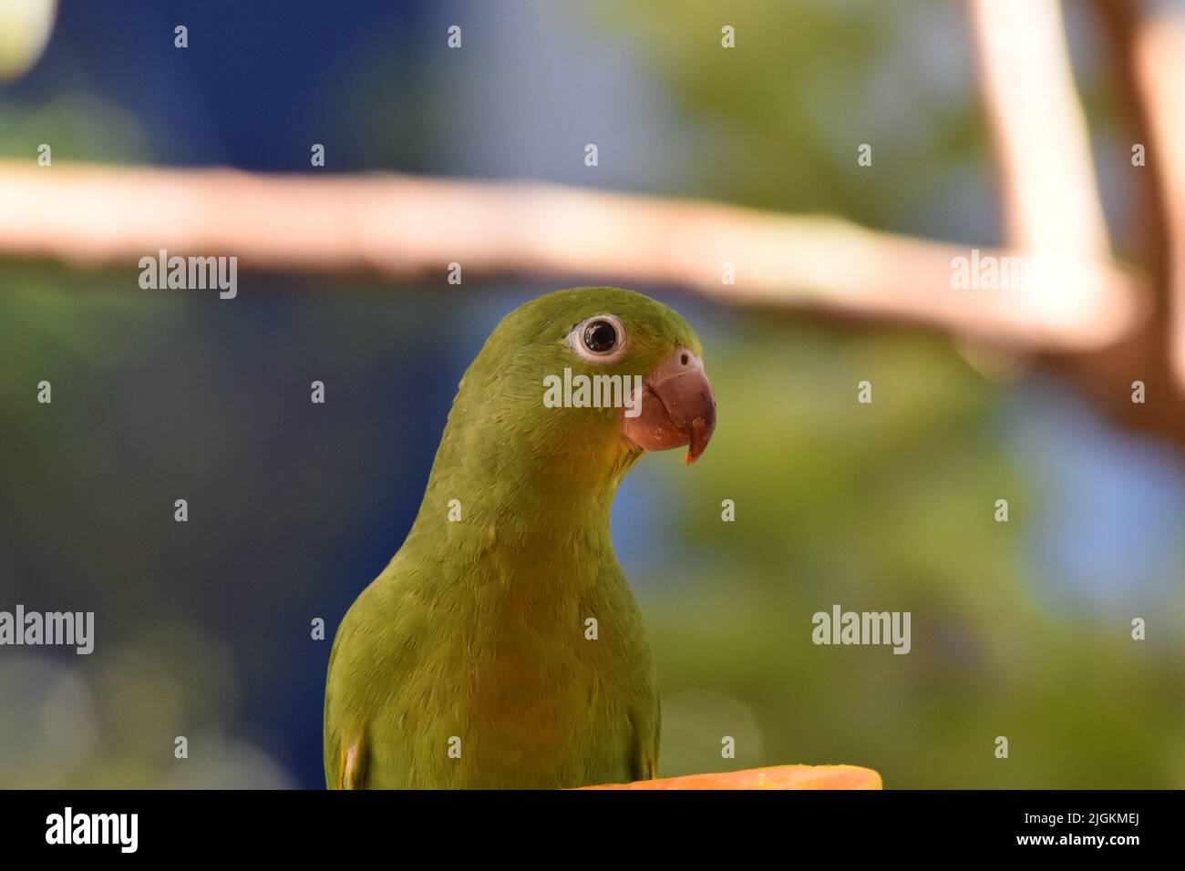 Aves voando hi-res stock photography and images - Alamy