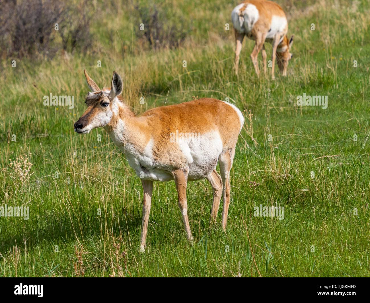 Pronghorn or Antelope in Custer State Park in South Dakota USA Stock ...