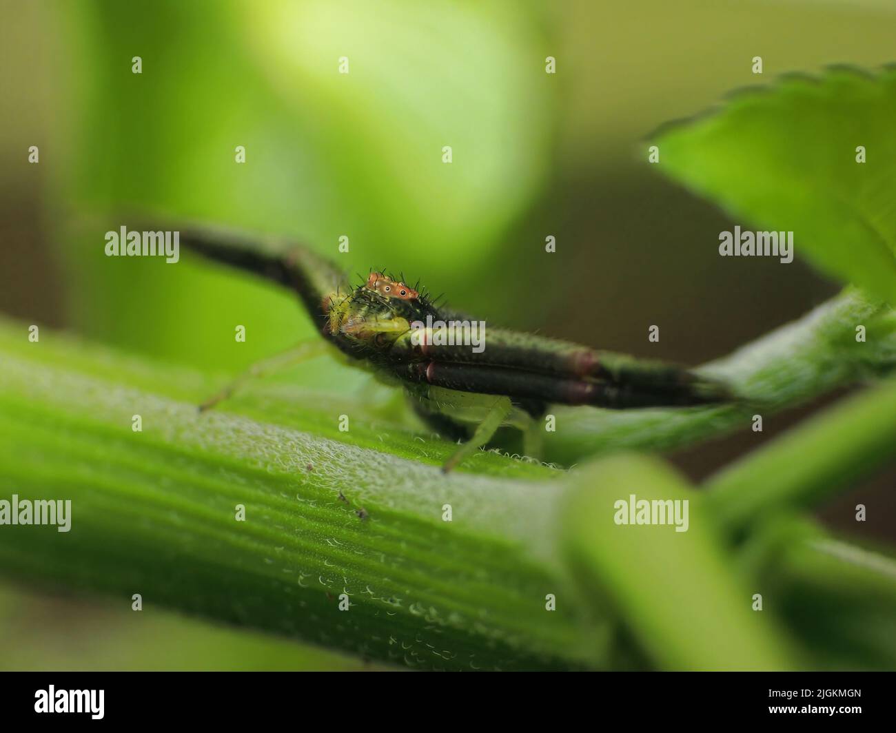 Insects on plants hi-res stock photography and images - Alamy