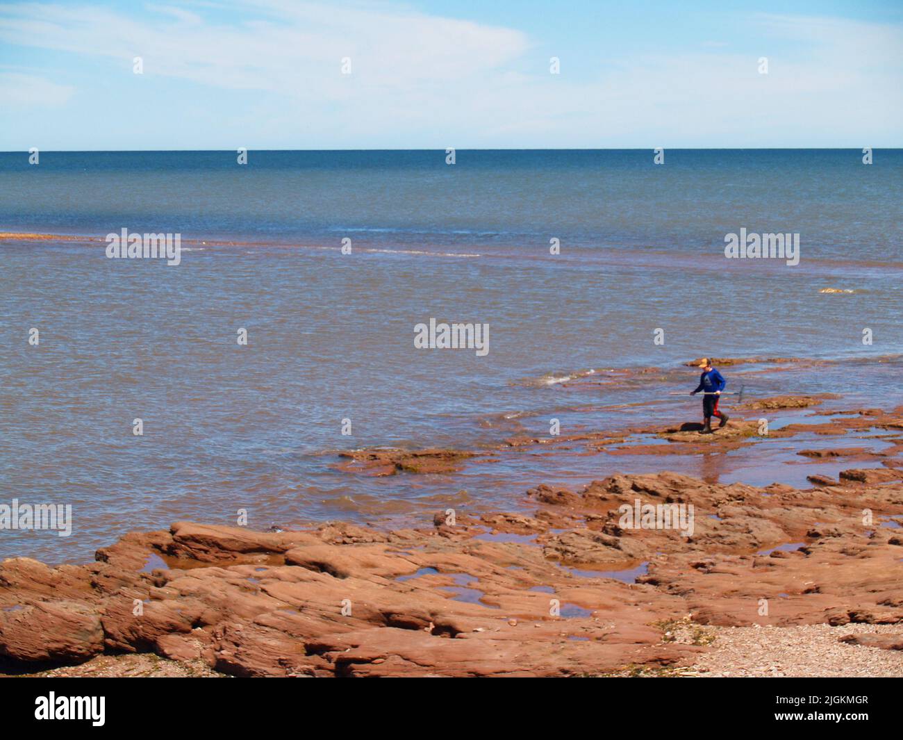 Gathering Irish moss, North Cape, PEI Stock Photo - Alamy