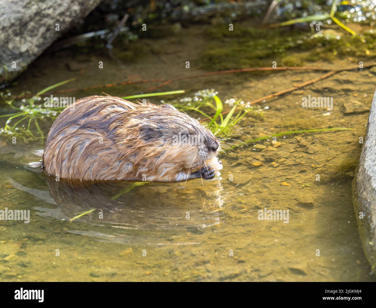 Wild animal Muskrat, Ondatra zibethicuseats, eats on the river bank. Muskrat, Ondatra zibethicus ...