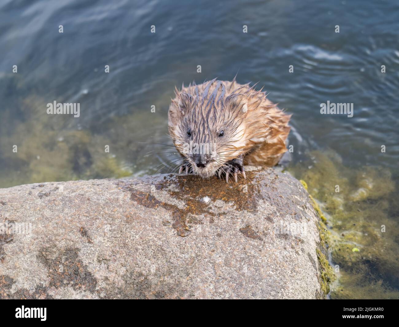 Wild animal Muskrat, Ondatra zibethicuseats, sits on the river bank ...