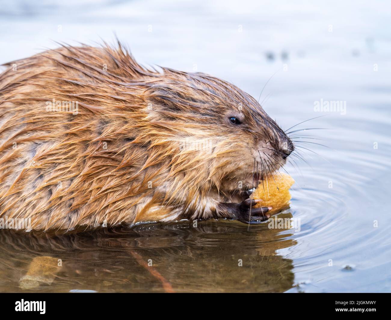 Wild animal Muskrat, Ondatra zibethicuseats, eats on the river bank. Muskrat, Ondatra zibethicus ...