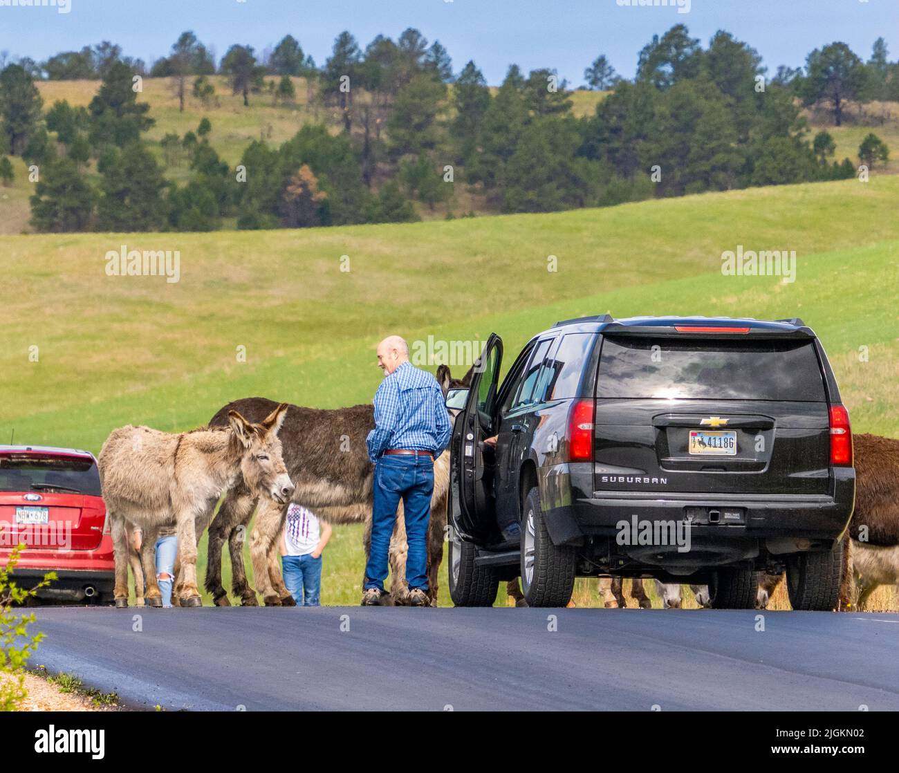 Wild Burros or Donkeys on Wildlife Loop Road blocking traffic in Custer ...