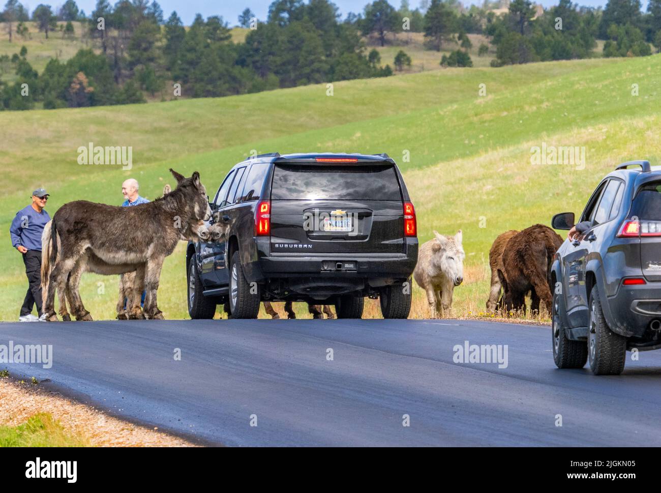Wild Burros or Donkeys on Wildlife Loop Road blocking traffic in Custer ...
