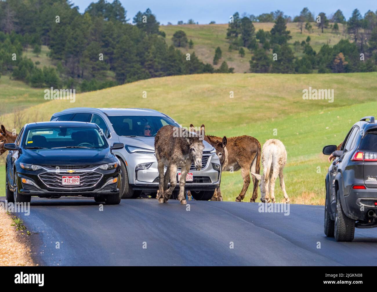 Wild Burros or Donkeys on Wildlife Loop Road blocking traffic in Custer ...