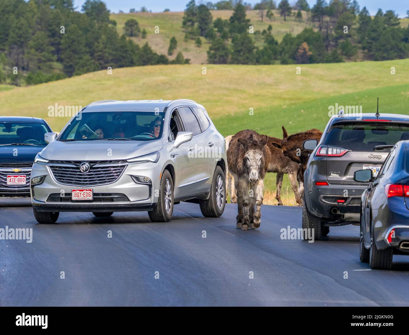 Wild Burros or Donkeys on Wildlife Loop Road blocking traffic in Custer ...