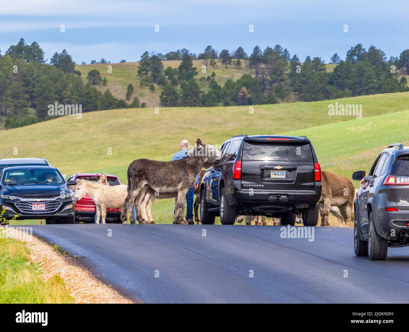 Wild Burros or Donkeys on Wildlife Loop Road blocking traffic in Custer ...
