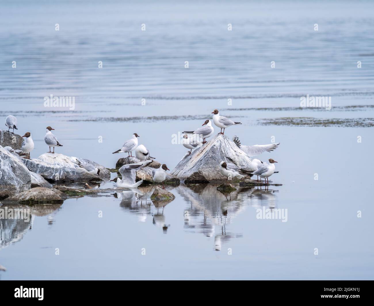 Flock of seagulls on stone cliff at the lake shore. The black-headed ...