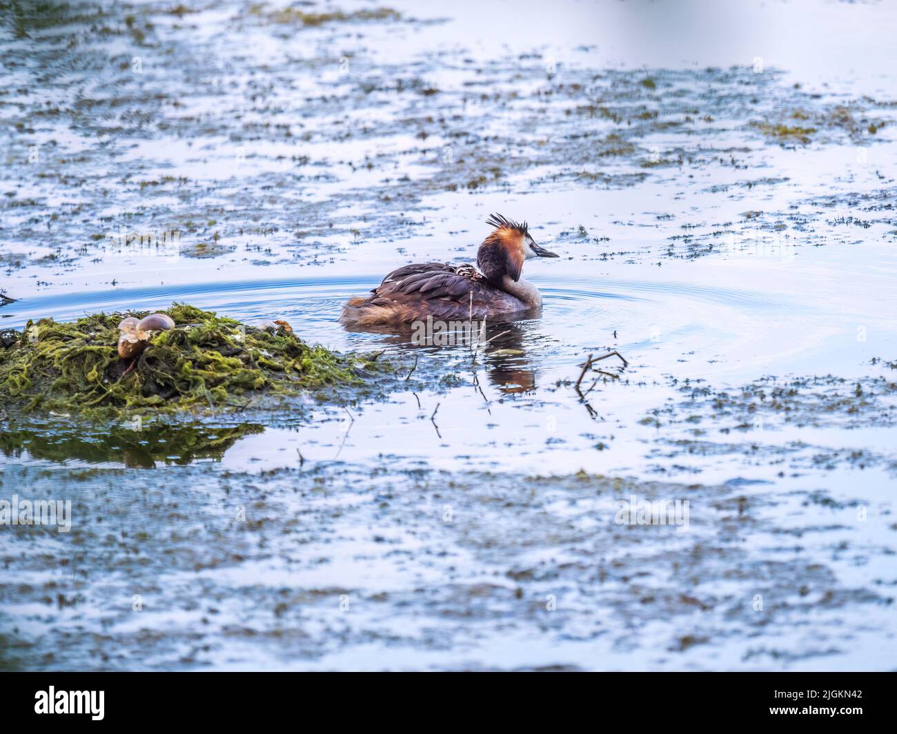 The waterfowl bird Great Crested Grebe swimming in the lake near its ...