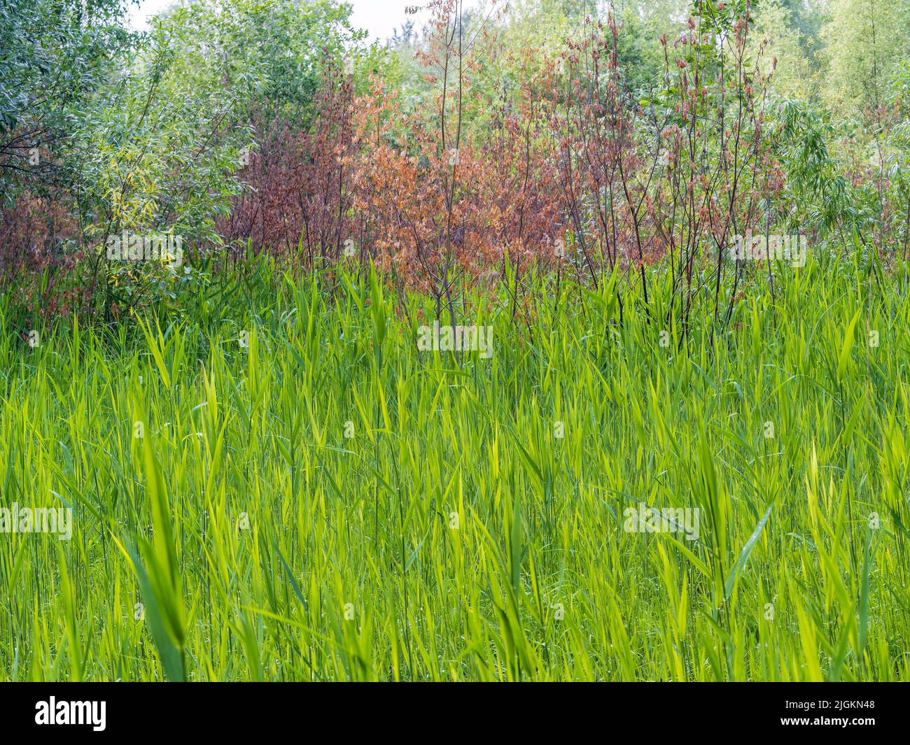 Green meadow with grass. Spring or summer green grass background ...