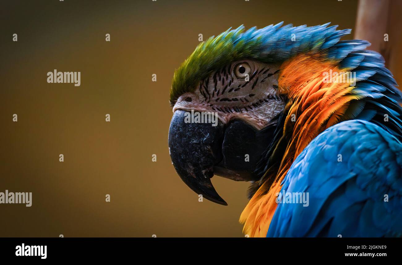 Close up headshot of the blue-and-yellow macaw, also known as the blue ...