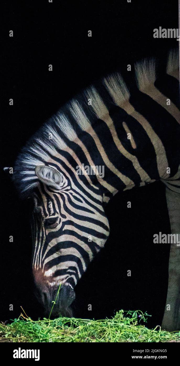 Black and white close up portrait of a zebra head eating grass against ...