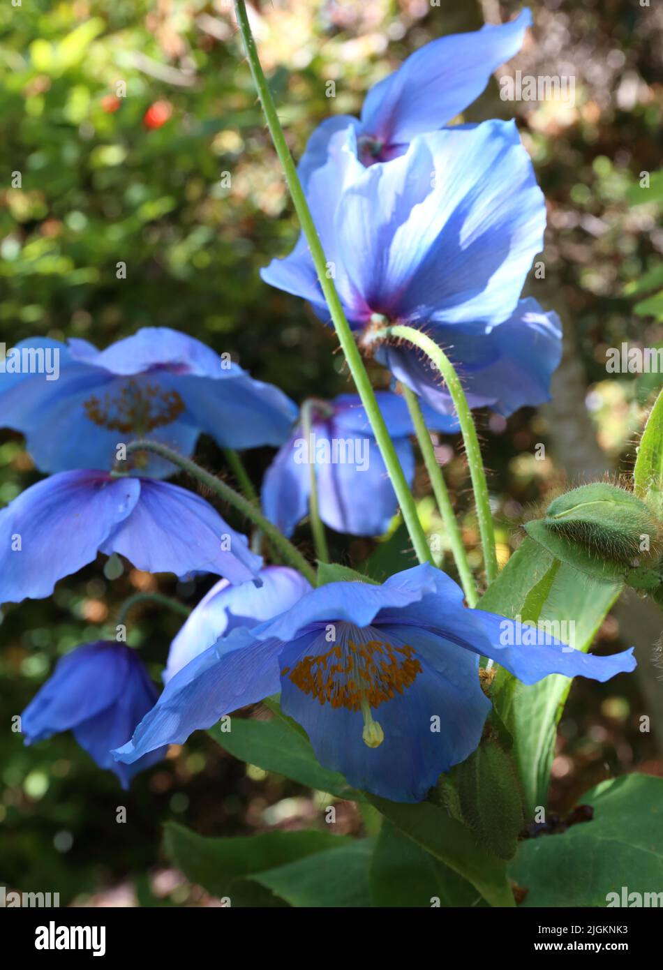 Rare and beautiful Blue Poppy Stock Photo - Alamy