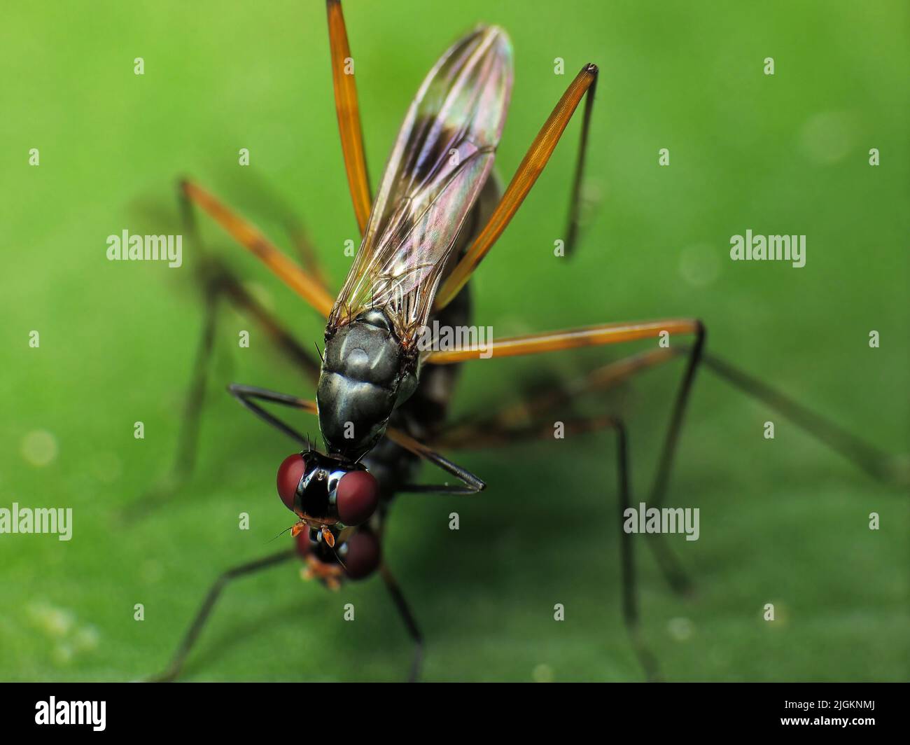close-up flies mating on leaf Stock Photo - Alamy