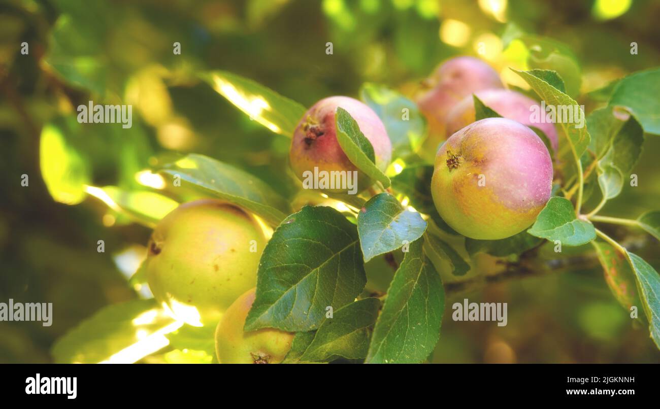 Tasty and beautiful apples. A photo of tasty and beautiful apples Stock ...