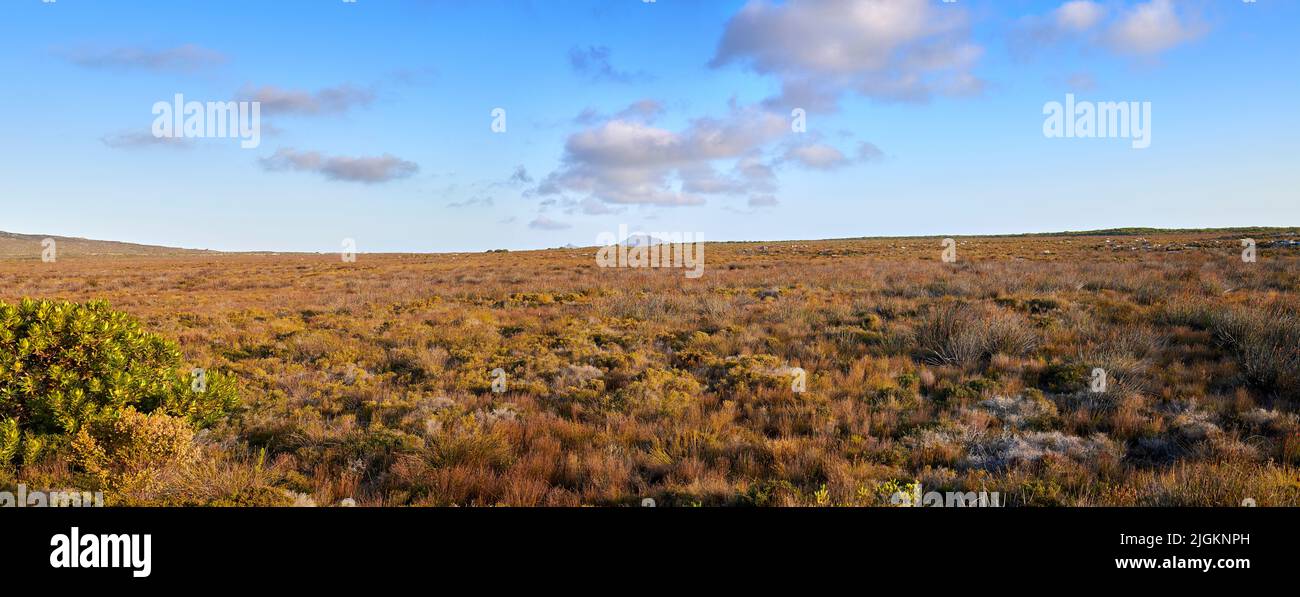 The wilderness of Cape Point National Park. The wilderness of Cape ...