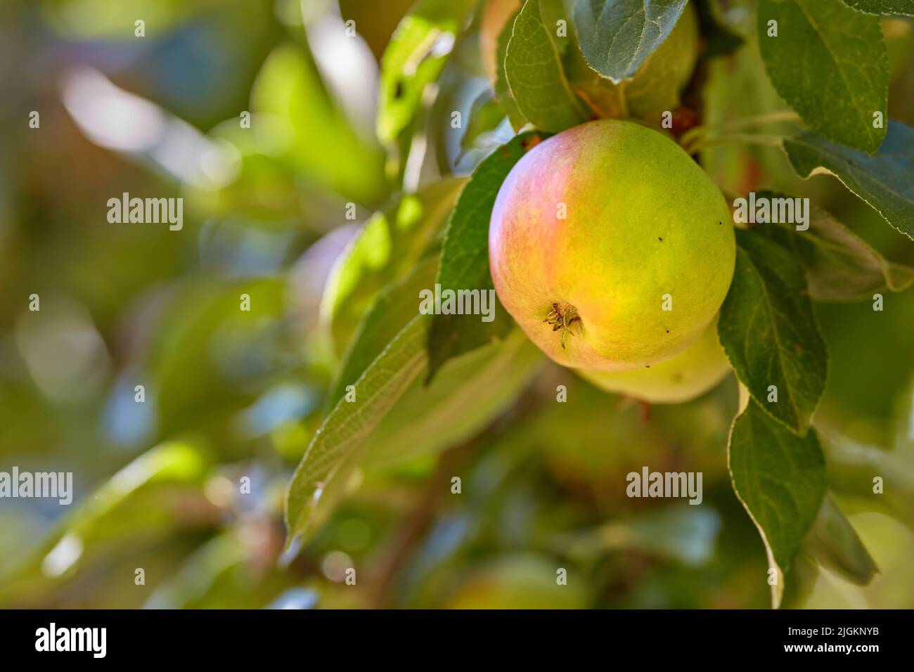 Tasty and beautiful apples. A photo of tasty and beautiful apples Stock ...
