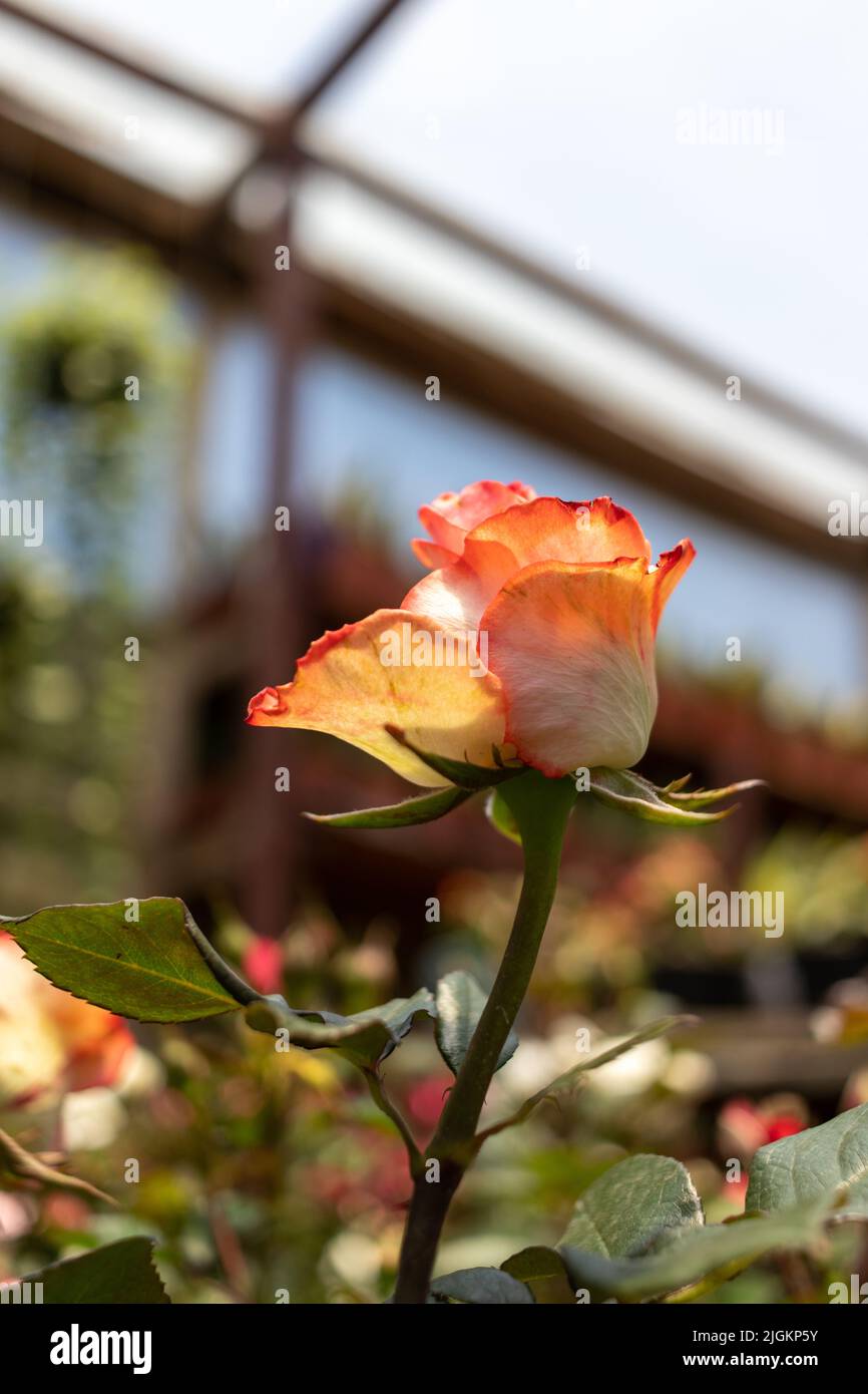 High rose hi-res stock photography and images - Alamy