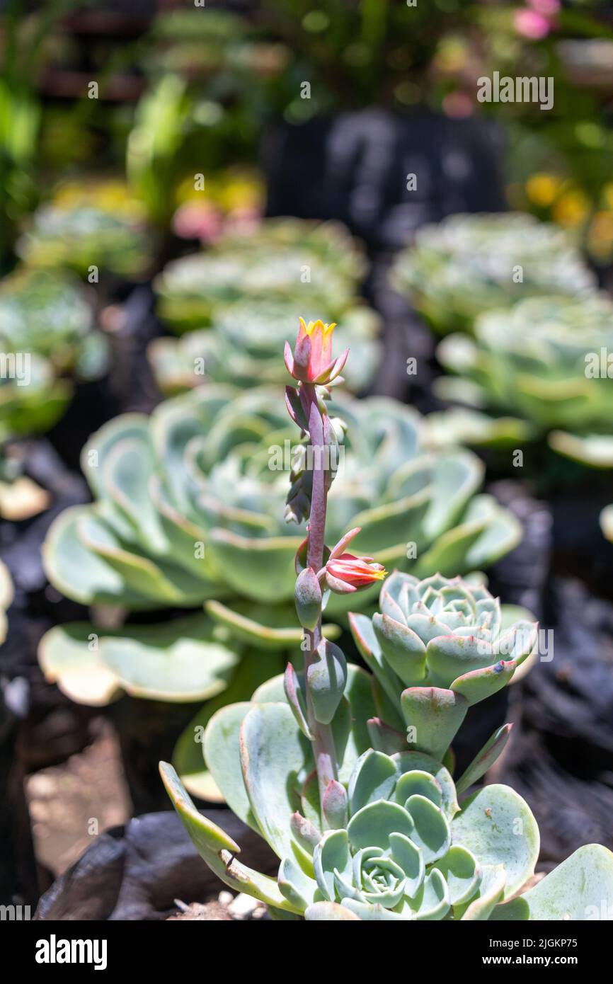 Echeveria secunda succulent plant in a greenhouse. High quality photo Stock Photo - Alamy