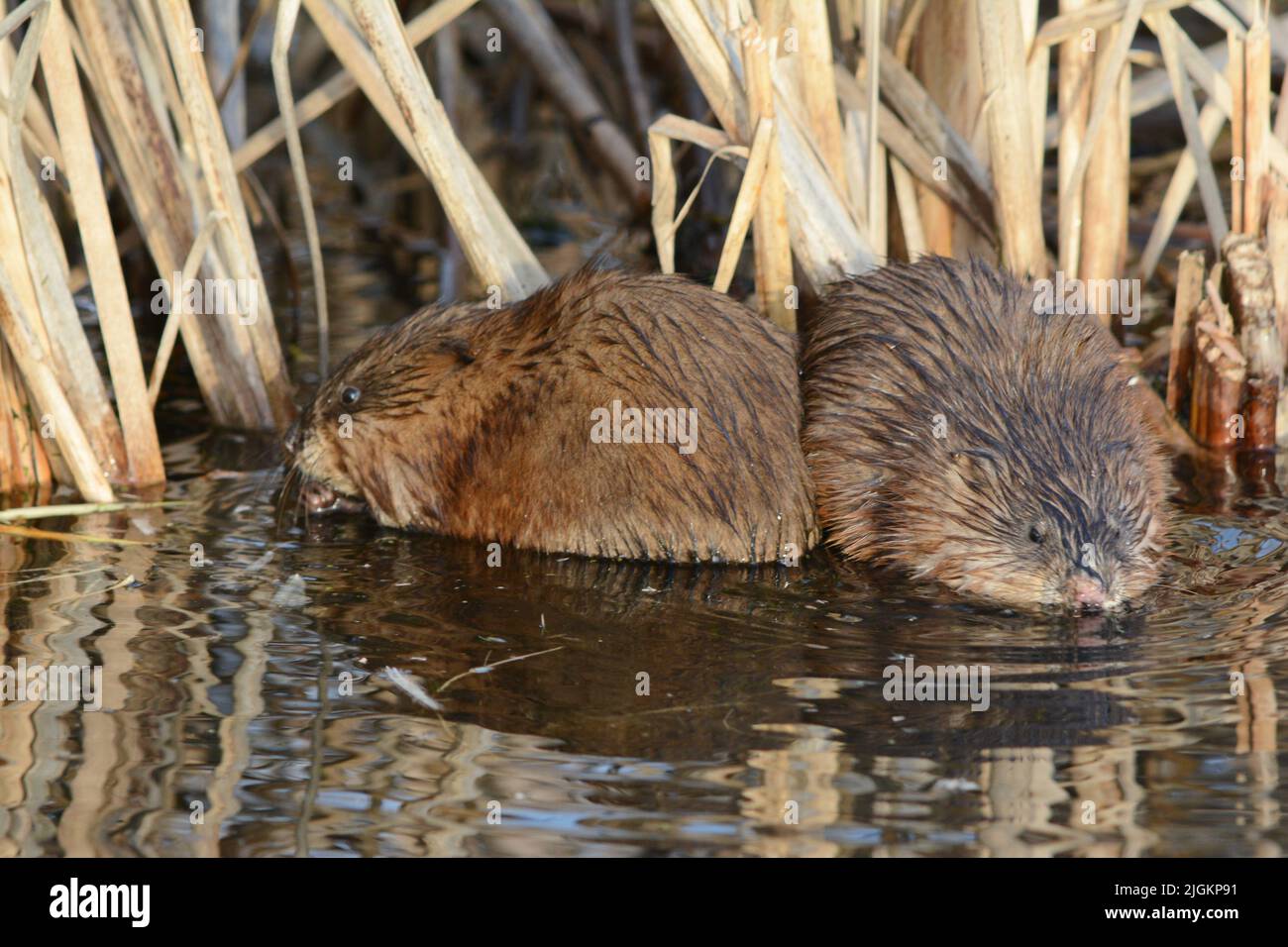 Two muskrats hi-res stock photography and images - Alamy