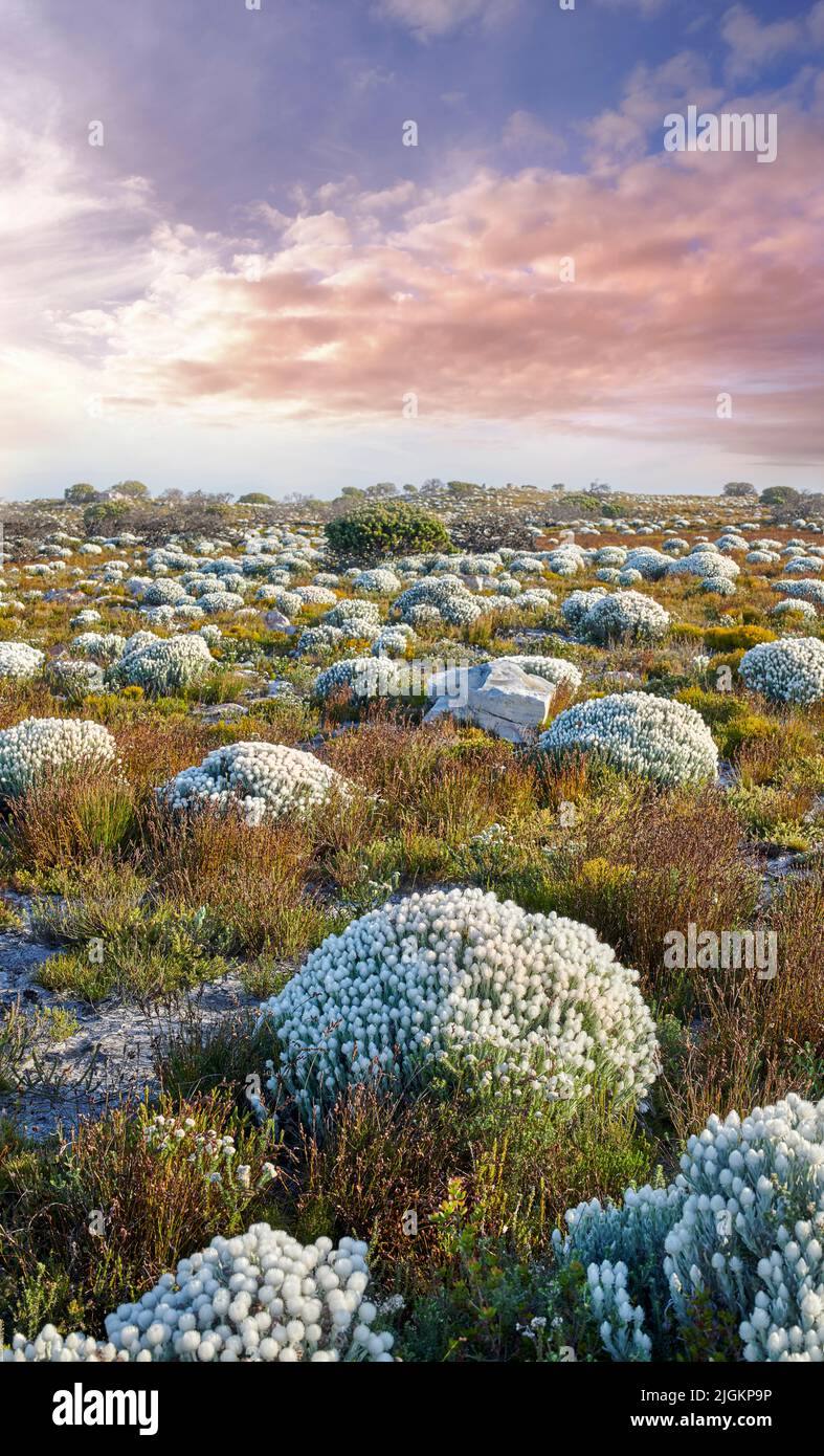 The wilderness of Cape Point National Park. The wilderness of Cape ...