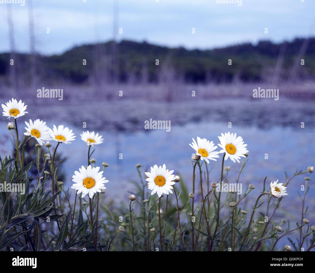 Daisy flowers by a pond with blur water and trees landscape background ...