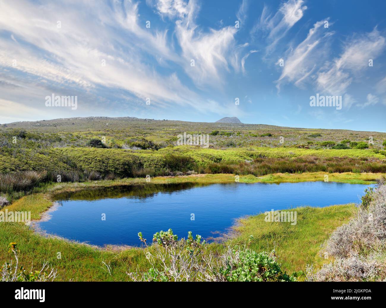 Waterhole in th wilderness of Cape Point National Park. Small waterhole ...