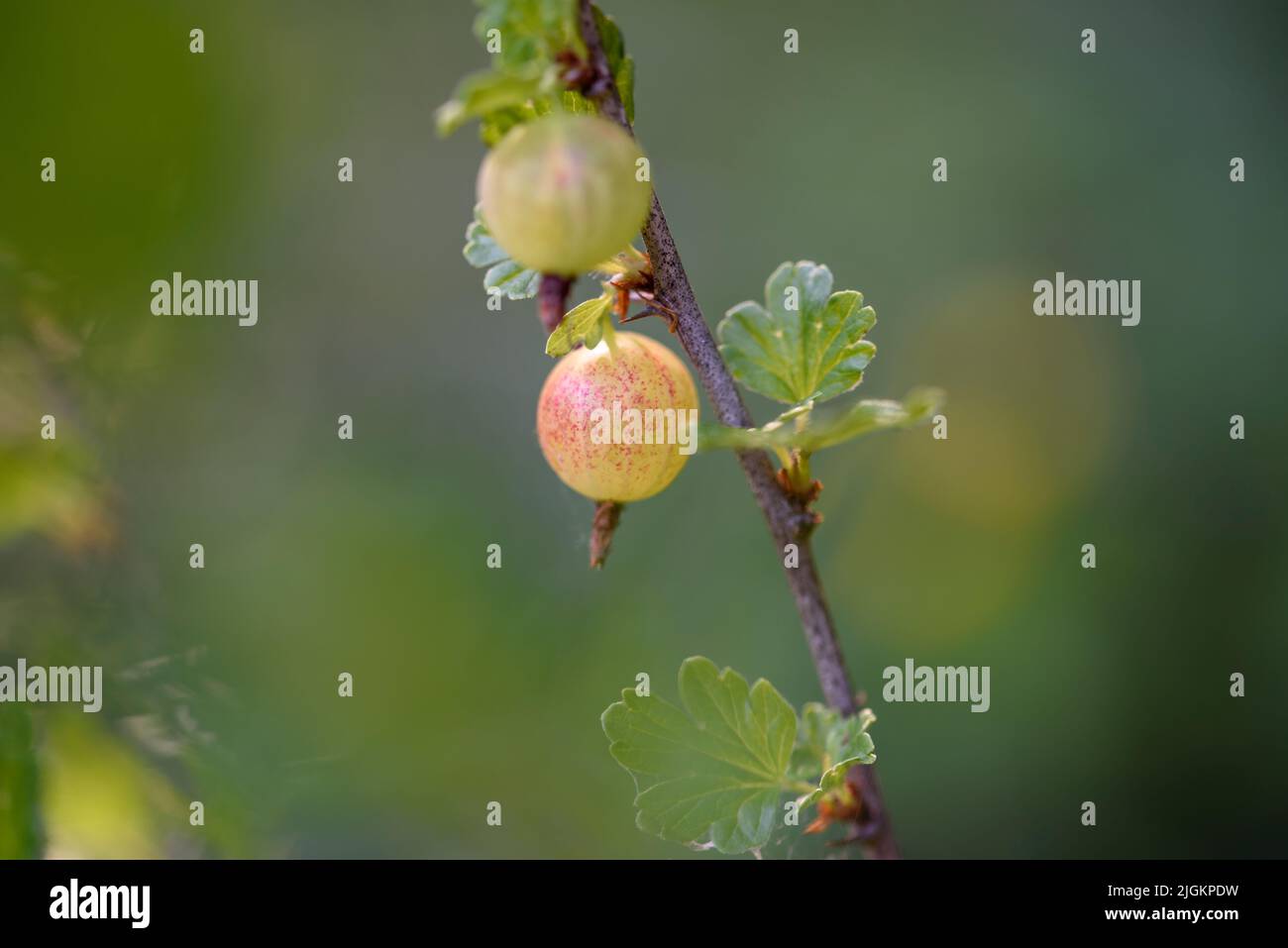 Ibes uva crispa hi-res stock photography and images - Alamy