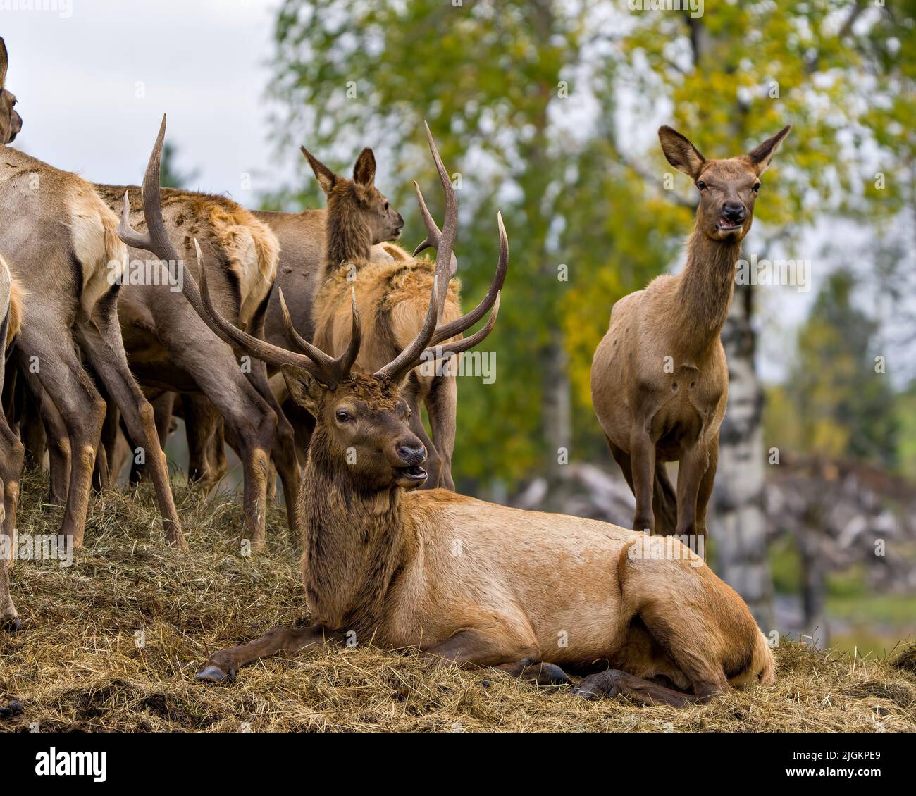 Elk bull resting on hay with its cows elk around him in their ...