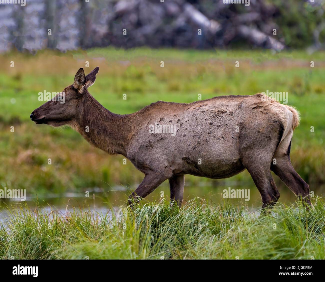 Elk side view animal photo and image hi-res stock photography and ...