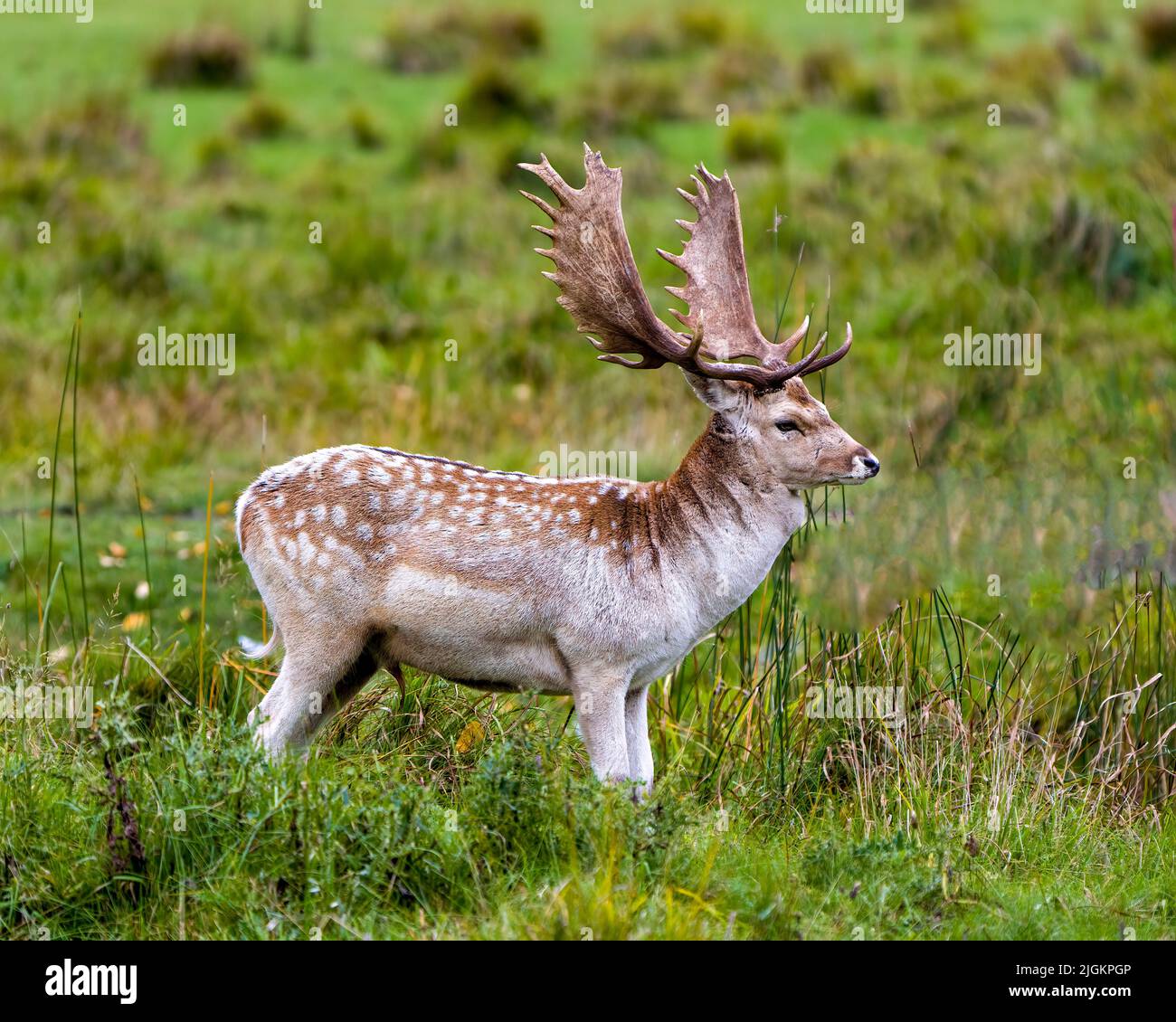 Fallow Deer male close-up side view in its environment and habitat ...