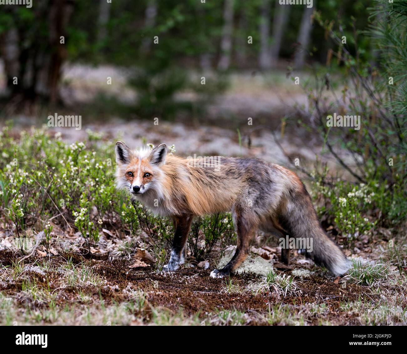 Red Fox close-up side view looking at camera with a blur foliage ...