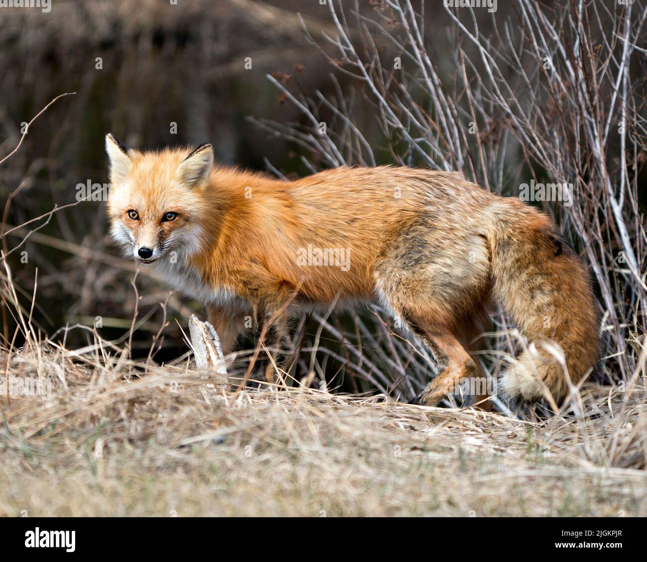 Red fox close-up profile side view in the spring season displaying fox ...