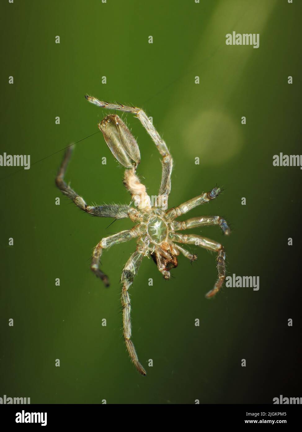close-up of spider skin on web after transformation from cocoon Stock ...