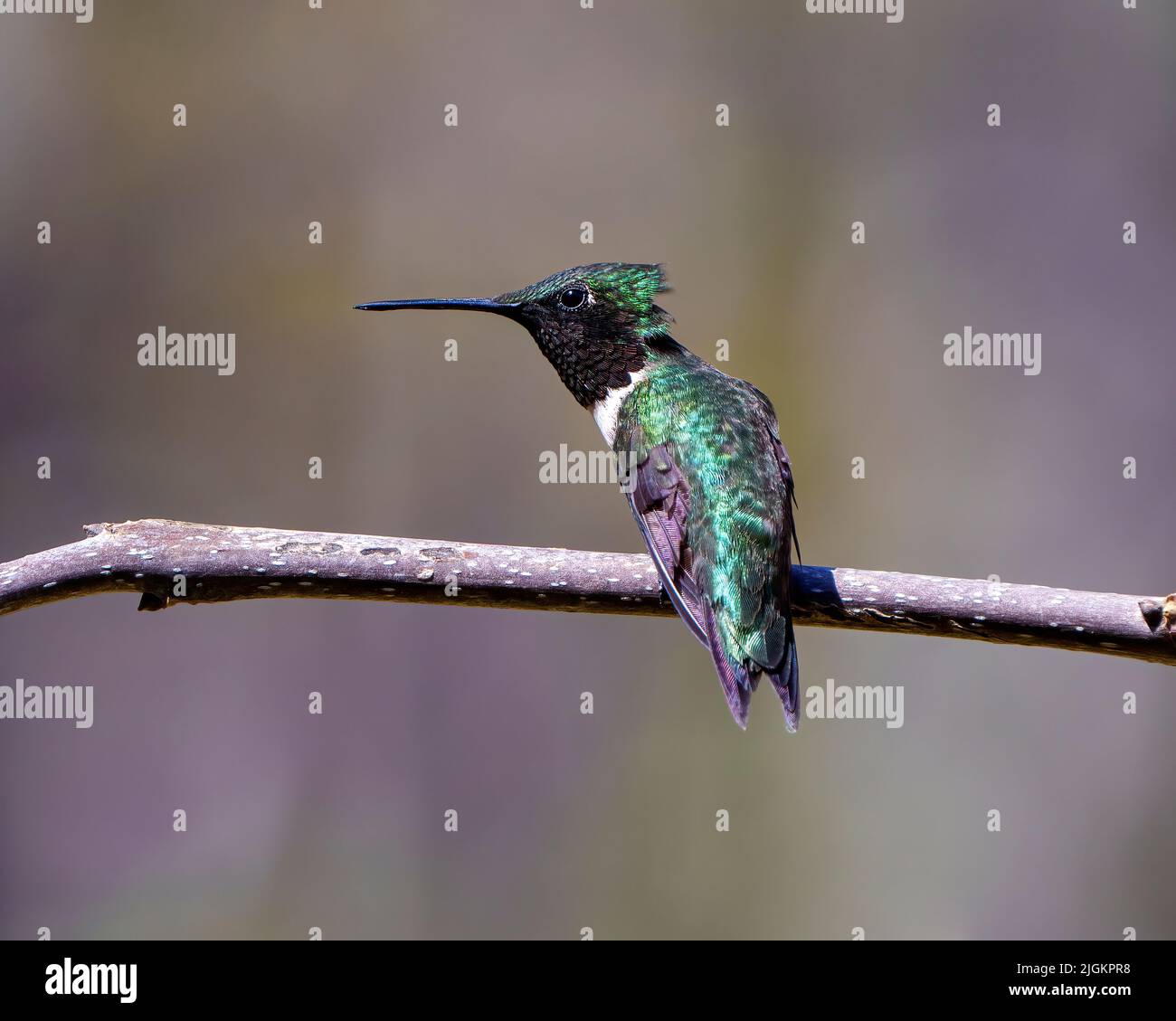 Hummingbird close-up view perched on a branch displaying beautiful ...