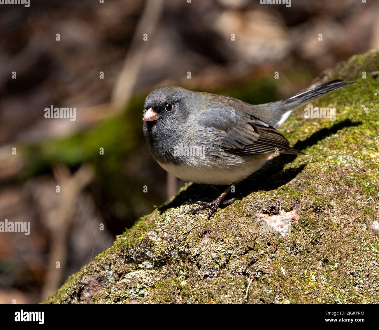 Junco bird standing on moss displaying grey feather plumage, head, eye ...