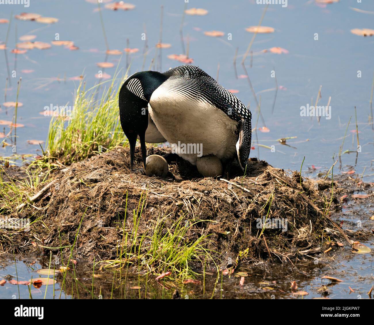 Common Loon close-up view nesting on its nest and turning brood eggs in ...