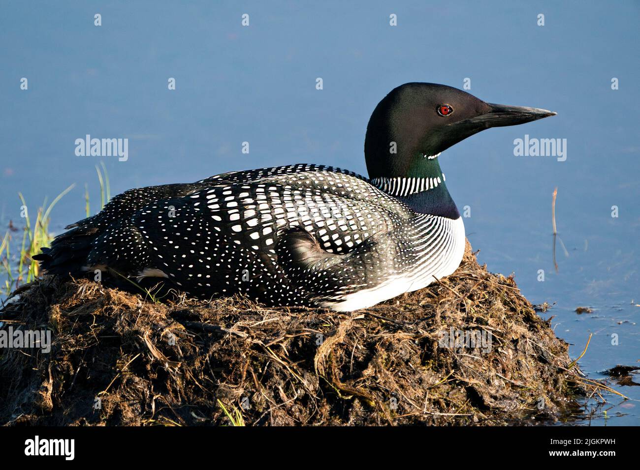 Loon nesting on its nest with marsh grasses, mud and water in its environment and habitat ...