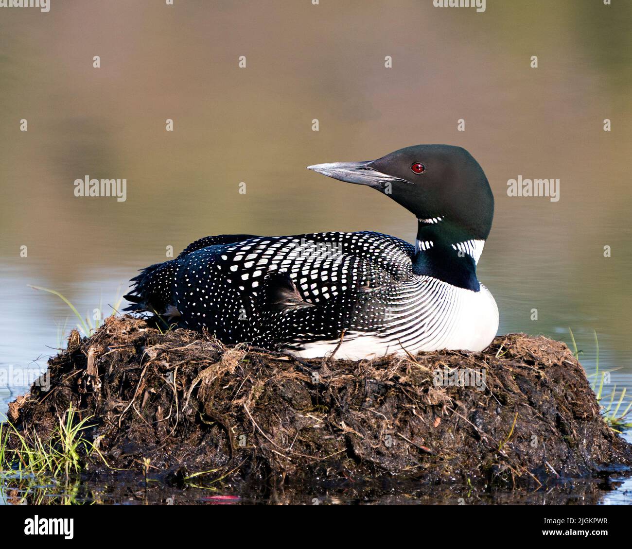 Common Loon nesting on its nest with marsh grasses, mud and water in its environment and habitat ...
