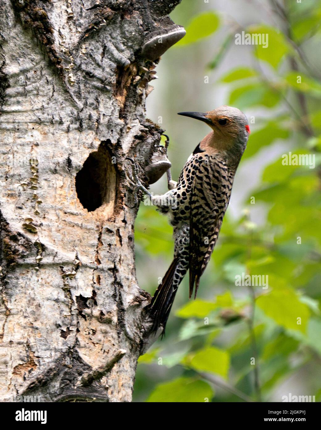 Northern flicker bird hi-res stock photography and images - Alamy