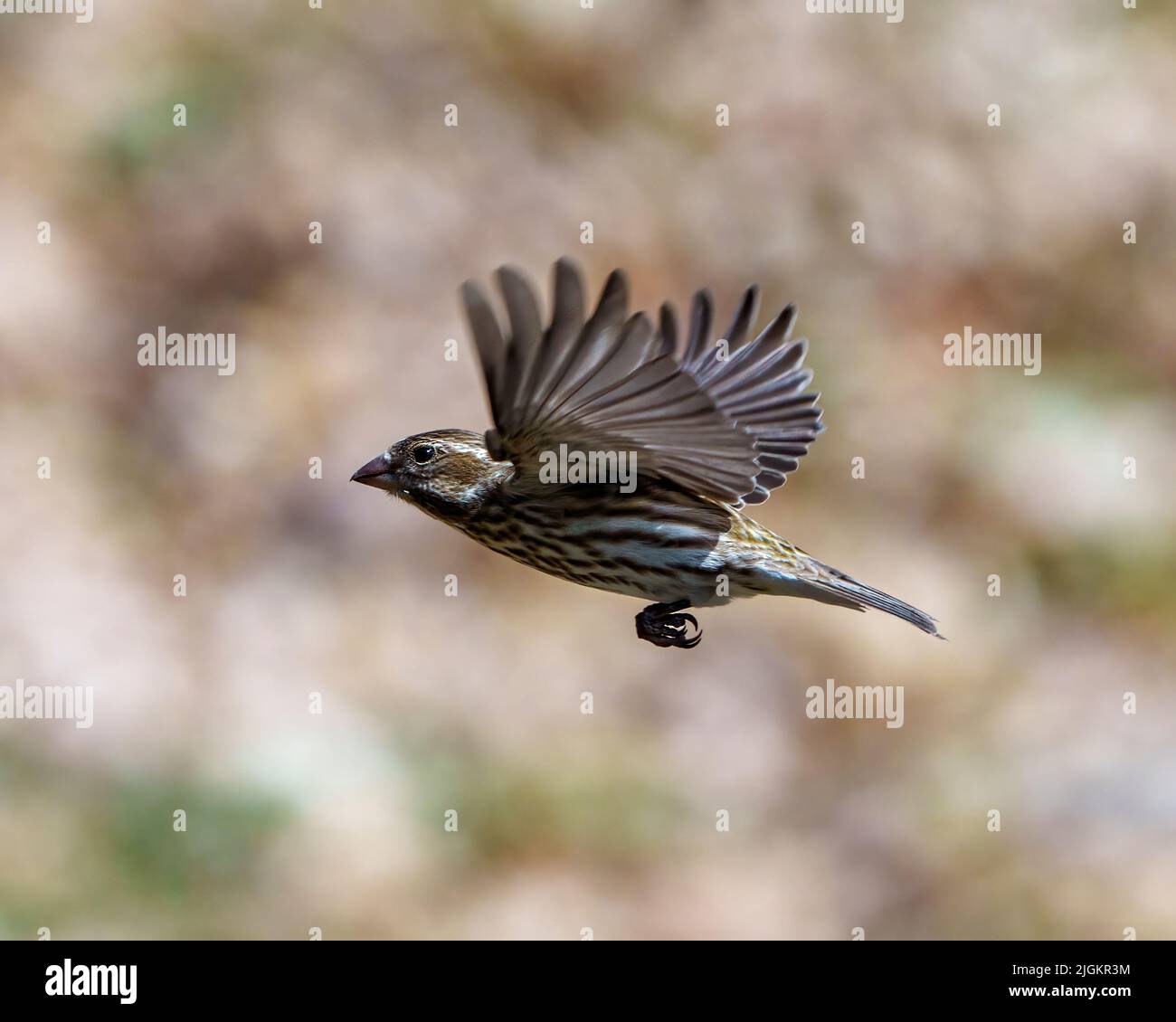 Finch female flying with its beautiful brown spread wings with a blur ...