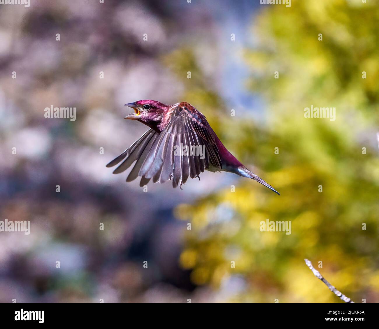 Finch male flying with its beautiful red colour spread wings with a ...