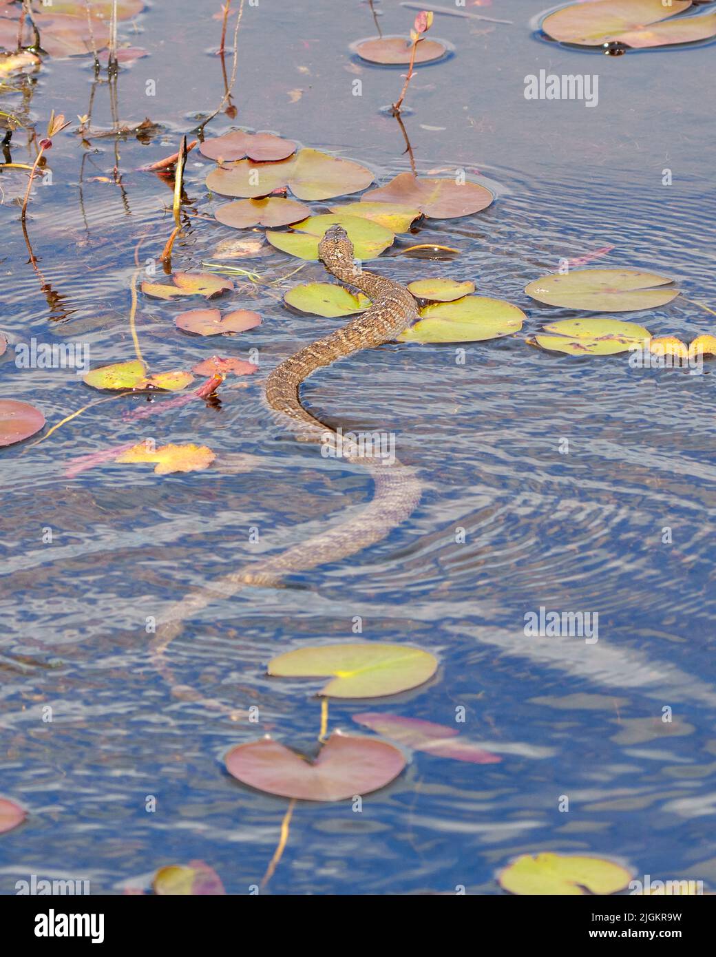Snake close-up profile view crawling on water with a water lily pads ...