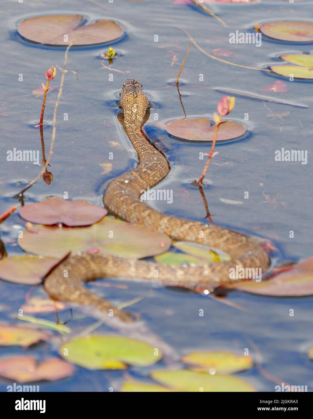 Snake close-up profile view crawling on water with a water lily pads ...