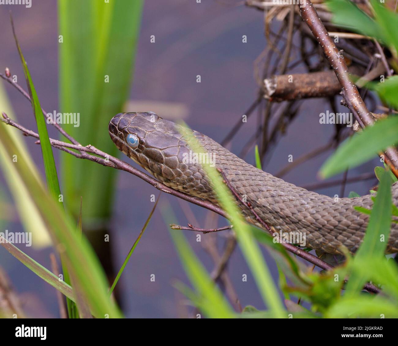 Snake head close-up profile view with a blur background of in its ...