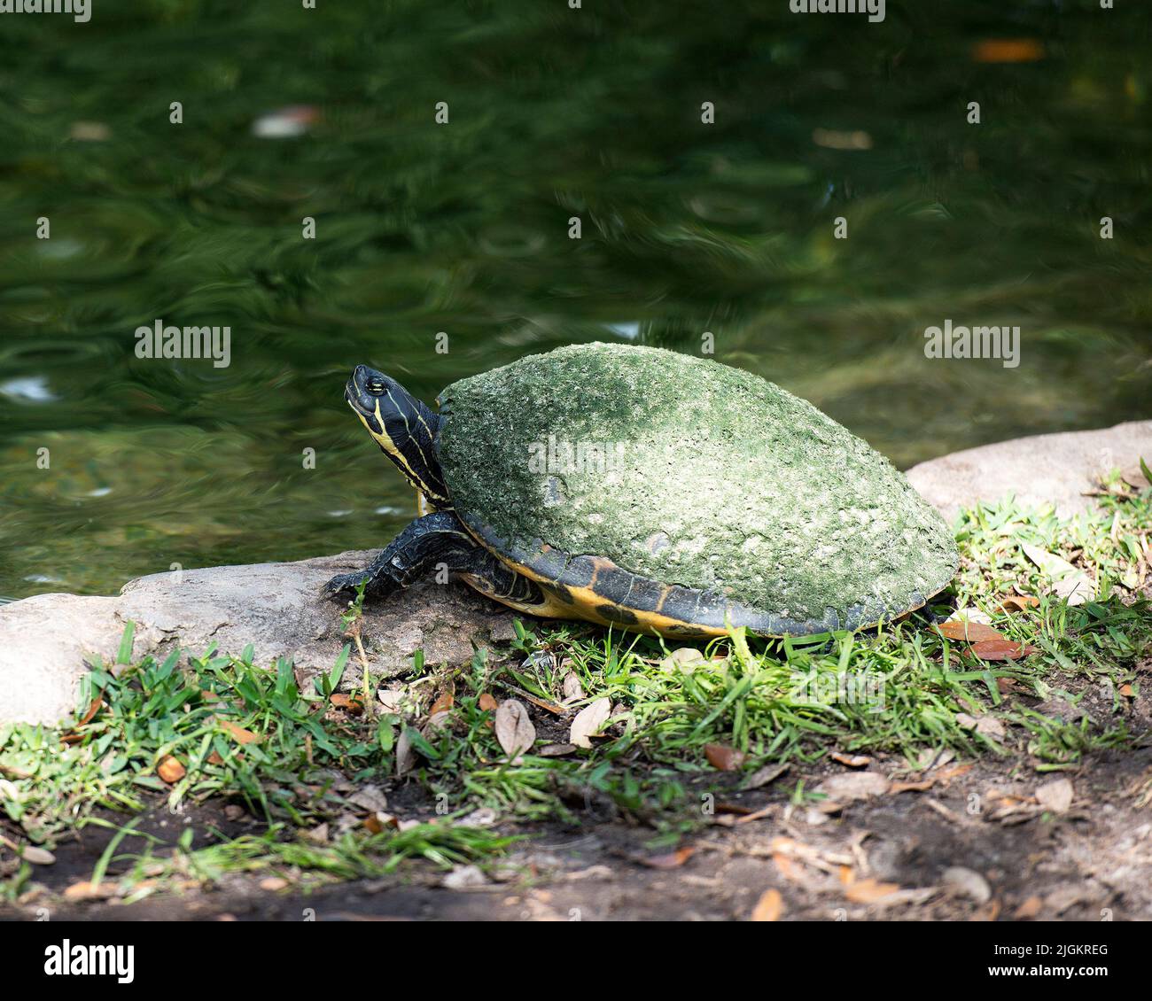 Red-bellied turtle close-up profile view on moss rock and foliage by ...