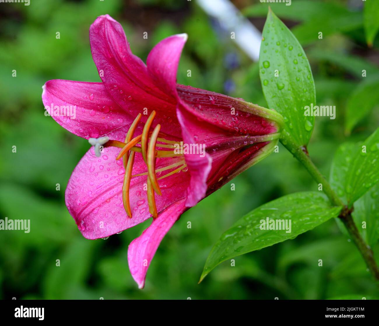 Dark pink asiatic lily flower with yellow stamens against a green ...