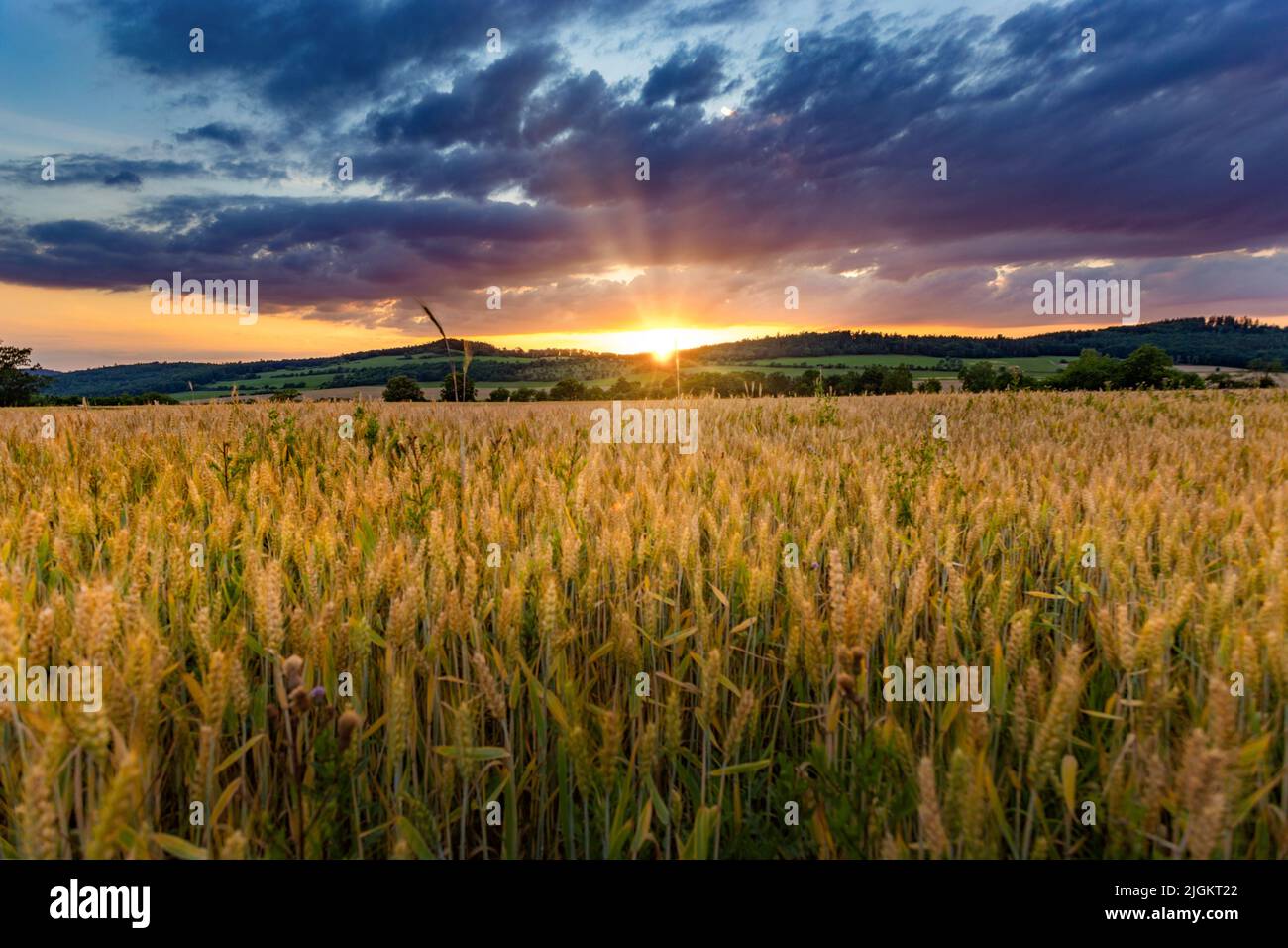 Rye at the sunset hi-res stock photography and images - Alamy
