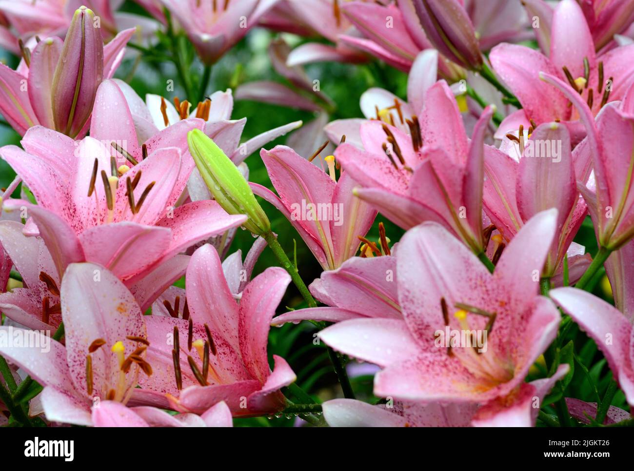 Pink Asiatic Lilies in a cluster Stock Photo - Alamy